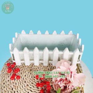 Cách trồng rau sạch tại nhà đơn giản chỉ 6 bước